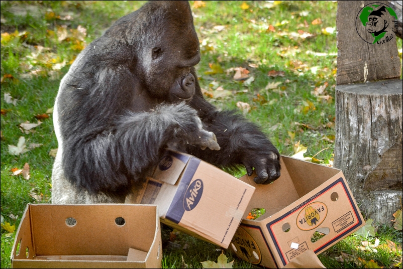 Gorillas Land | About environmental Enrichment